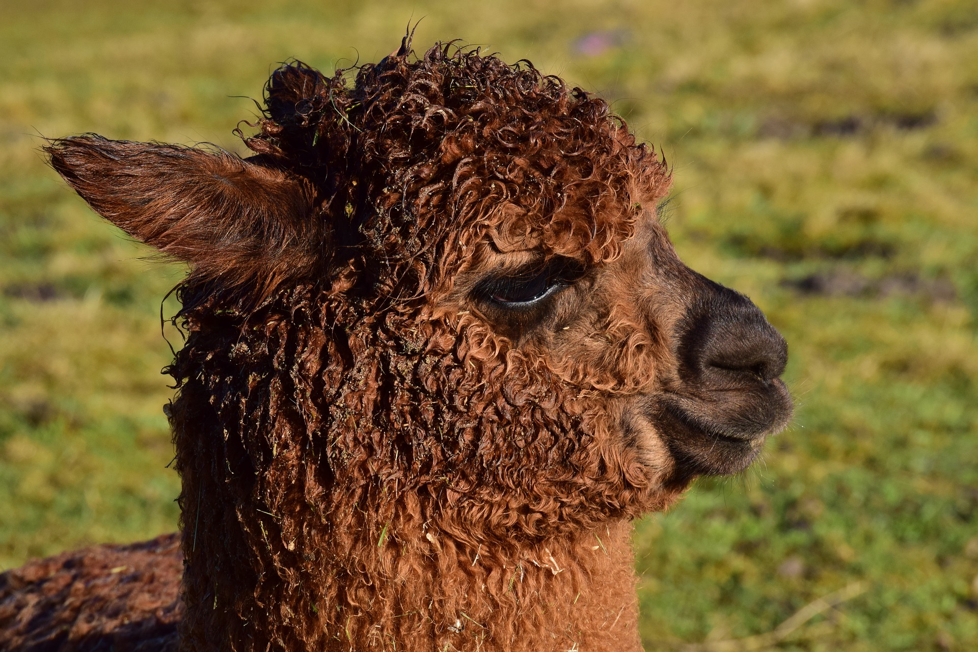 OAT (2) - Susan Elkin